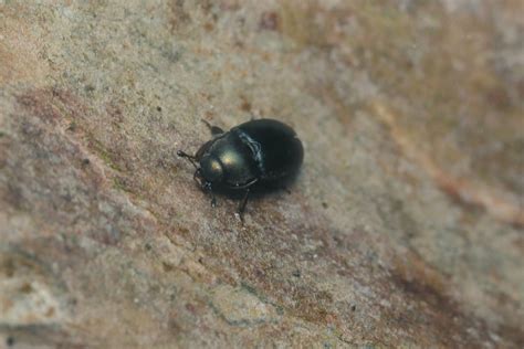 Brassicogethes Cf Aeneus 24 V 2022 Elgritche Flickr