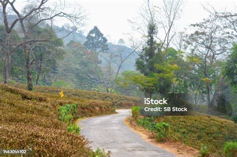 히말라야 산 계곡에 잘리고 가지 치기 된 차 농장이있는 차 정원을 통과하는 길 타바코시 서벵골 인도 전경에 초점 맞추기 0명에 대한 스톡 사진 및 기타 이미지 Istock