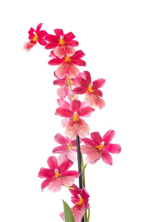 Begonia popularnych odmiany Jak sadzić i pielęgnować begonie w