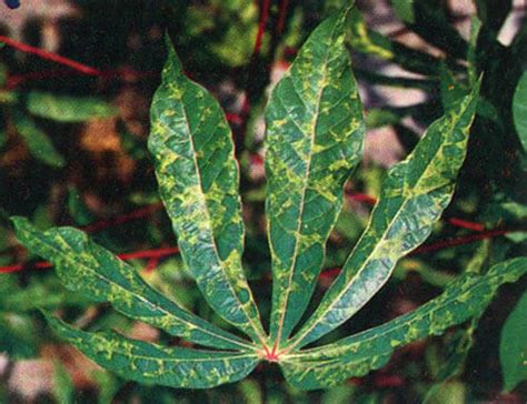 Facing Disease Crisis Ugandan Farmers Say Theyll Illegally Grow Gmo Cassava To Feed Their