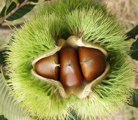 대보 밤나무 묘목 접목1년생 특묘 충청농원