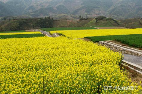 村村通后，农村公路4大提升，土地集中成趋势，小农户何去何从？ 知乎