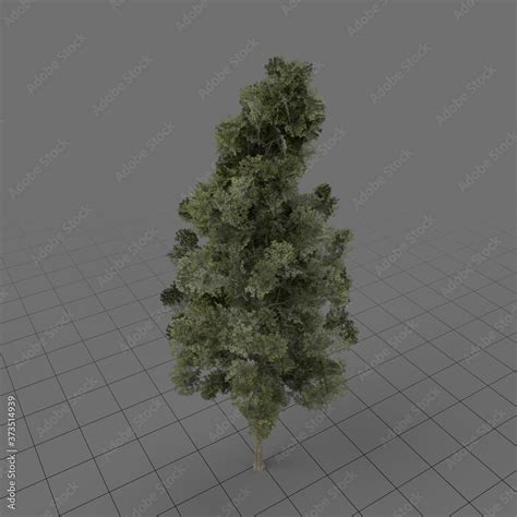 Tree Stock 3d Asset Adobe Stock