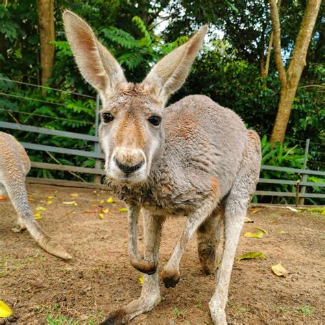 Close Up Shot Of A Cute Kangaroo Staring Right At The Camera Stock