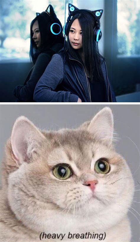 Hyperventilating Cat Meme