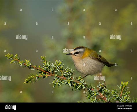 Common Firecrest Regulus Ignicapilla Stock Photo Alamy