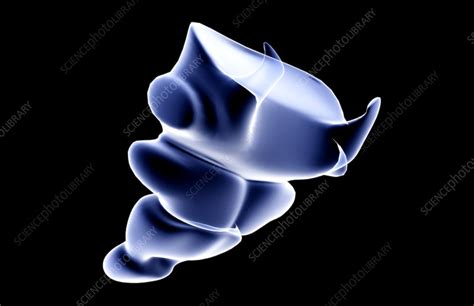 The Tail Bone Stock Image F001 9914 Science Photo Library
