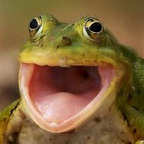 Dumpy Frog YouTube