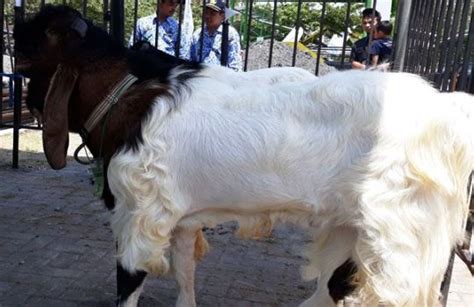 Kambing Kaligesing Super
