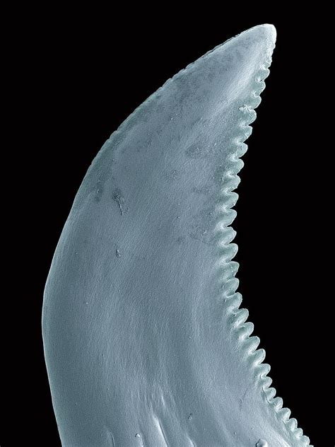 Komodo Dragon Tooth Sem Photograph By Steve Gschmeissner Pixels