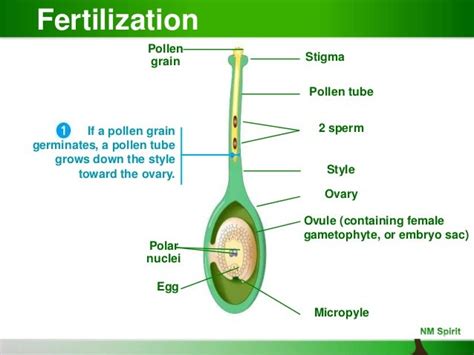 Plant Reproduction And Development