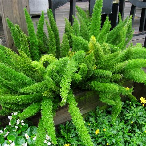 狐尾天门冬天狼多年生庭院花园常绿网红观叶绿植盆栽苗 虎窝淘