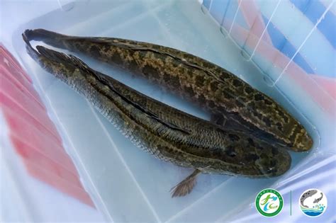 “鱼王”出炉，中山三角生鱼美食文化嘉年华落幕 房产资讯 房天下