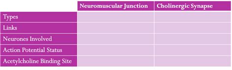Neuromuscular Junction Vs Cholinergic Synapse Diagram Quizlet