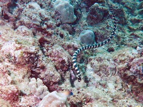 台灣蛇類 Snakes of Taiwan Emydocephalus ijimae 飯 島氏海蛇