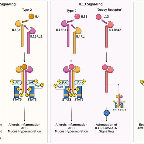 Type 2 Cytokine Receptor Signaling To Exert Their Biologic Effects