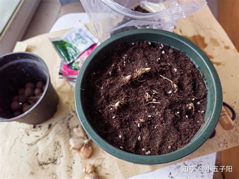 种子萌发的条件 知乎