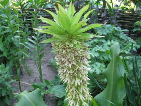 Eucomis bicolor - Изображение особи - Плантариум