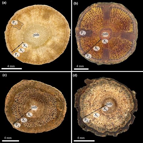 Stem Cross Sections Of Bignoniaceae And Fabaceae Species Collected At