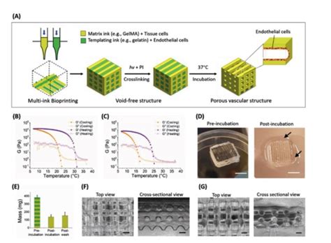 Afm 双喷头挤出3d打印复杂孔道gelma水凝胶用于血管模型和微流体灌注培养 3d打印资讯 魔猴网
