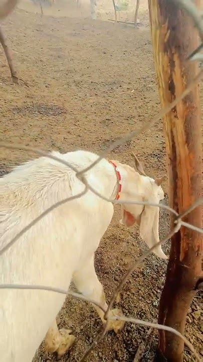 Animals 500subs Youtubeshorts Trending Youtube Shortvideo Shorts