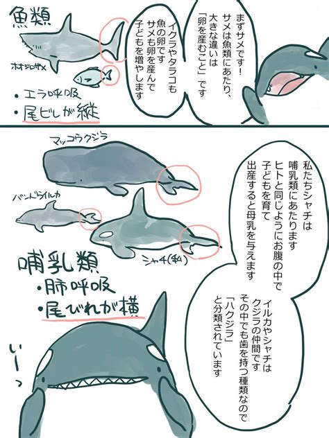 Matsuorca