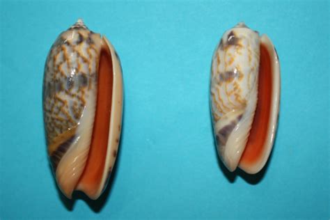 Miniaceoliva Lamberti Jousseaume 1884 Worms Oliva Lamberti