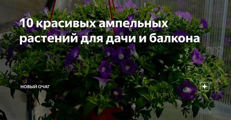 10 красивых ампельных растений для дачи и балкона Новый очаг Дзен