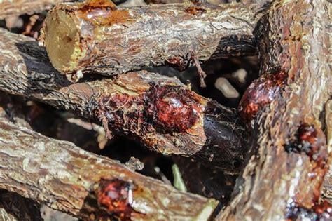 Premium Photo Resin On The Trunk Of A Fruit Tree