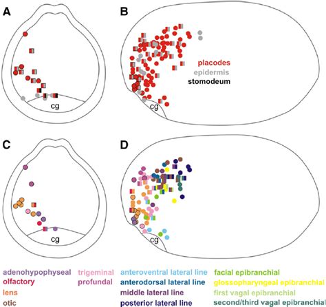 Fate Map Of Xenopus Dorsal Cranial Non Neural Ectoderm At The End Of