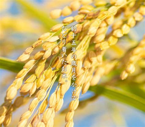 新米 米 5kg 富山県産 富富富 ふふふ 1等米 令和6年 お米 5kg 送料無料 北海道・沖縄は追加送料 あす着 5キロ 安い： あだち