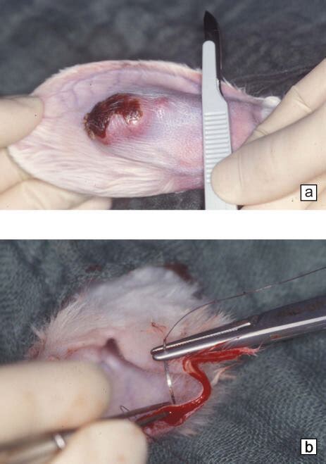 Conventional Cold Steel Resection Csr Of The Tumor A The Resection Download Scientific