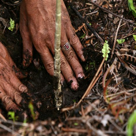 Map Emissions And Offset Viridios Capital