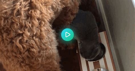 Because Breakfast Tastes Better Like This Album On Imgur
