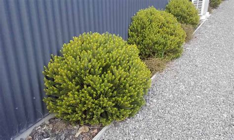 Hebe Odora Kiwiflora Nurseries