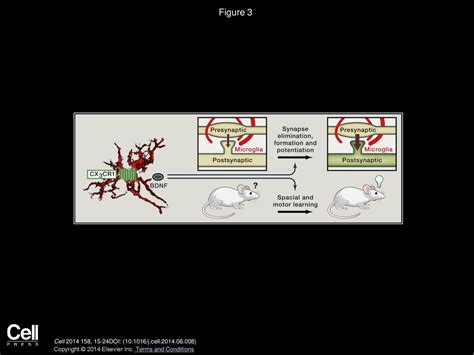 Sublime Microglia Expanding Roles For The Guardians Of The Cns Ppt