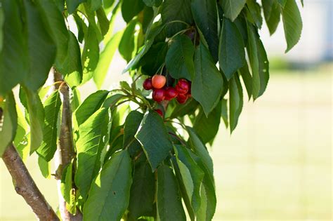 The Ultimate Guide To Planting Bare Root Trees GREY BRIANNA