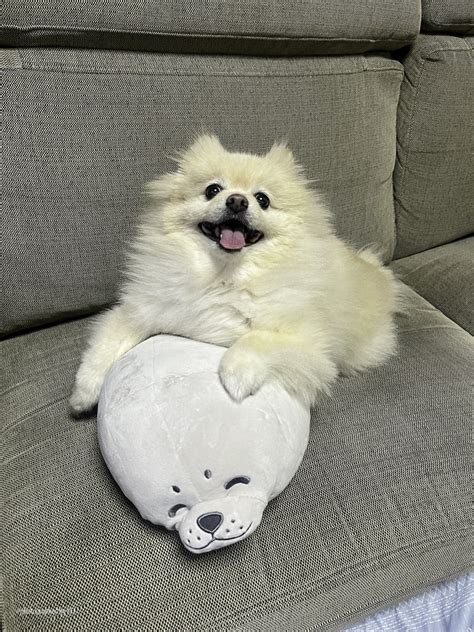 9月28日② 今日のまめきち おもちゃもらってご満悦♪ Sfjの我楽多館 ～食・車・犬・絵が趣味のデブログ～