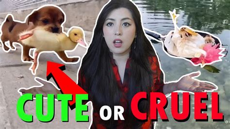 PET YOUTUBER Reacts Are These Pet Videos CUTE Or CRUEL YouTube