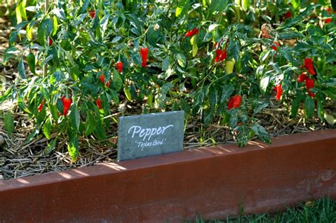 White House Vegetable Garden Emily Bucci Photography Vegetable