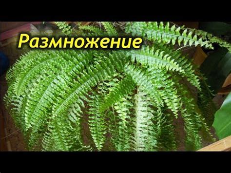 Как размножить папоротник. 3 способа успешного размножения. - YouTube