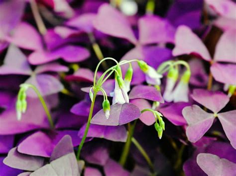 False Shamrock Oxalis Triangularis Garden Center Point