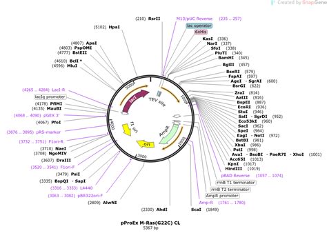 Addgene Pproex M Ras G22c Cl