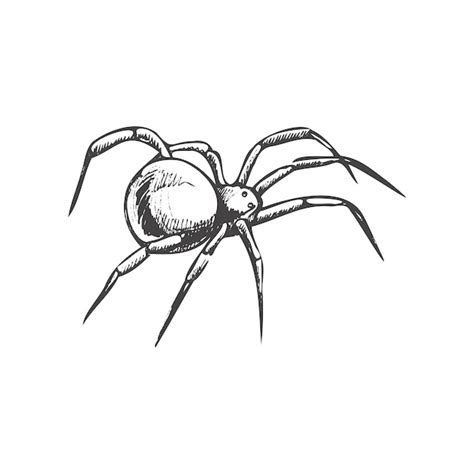 Esbozo de araña dibujado a mano aislado sobre fondo blanco como