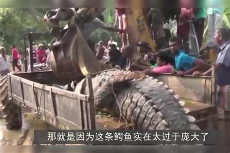 农民从河里捉到“大怪物”，请来拖拉机都装不下，体型太庞大了拖拉机怪物体型