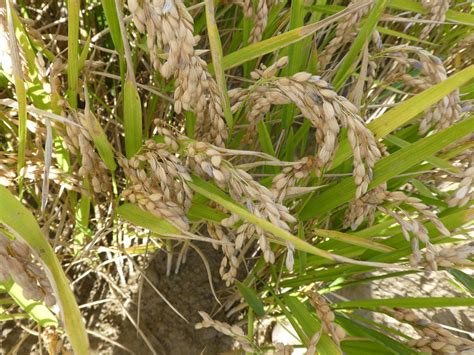 Oryza Sativa L Lowland Rice World Flora Plntnet Identify