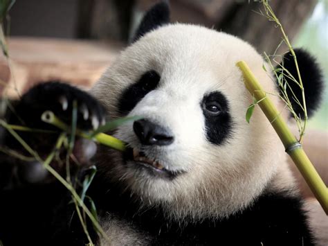 Having Sex Will Cure Teenager Panda Of Her Annoying Behavior