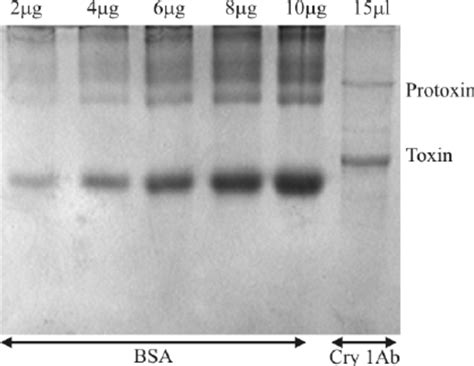 Sds Page For Quantification Of Cry1ab Toxin Download Scientific Diagram