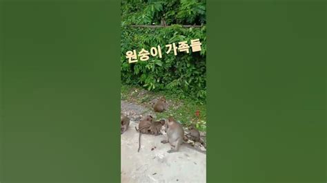 시하누크빌 원숭이들이 사는곳캄보디아여행shorts Youtube