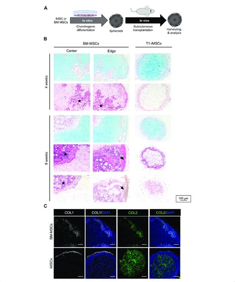 Subcutaneous Transplantation Of Chondrogenic Spheroids A Schematic